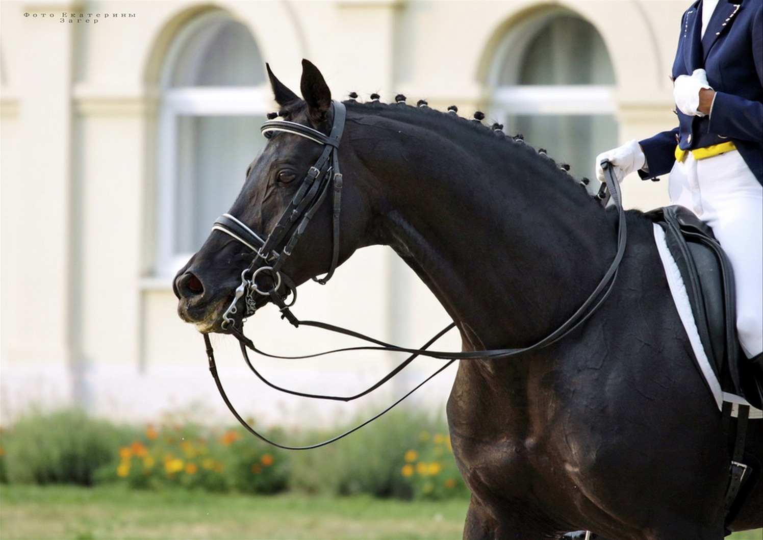 Breed History | Orlov-Rostopchin Sporthorse Association